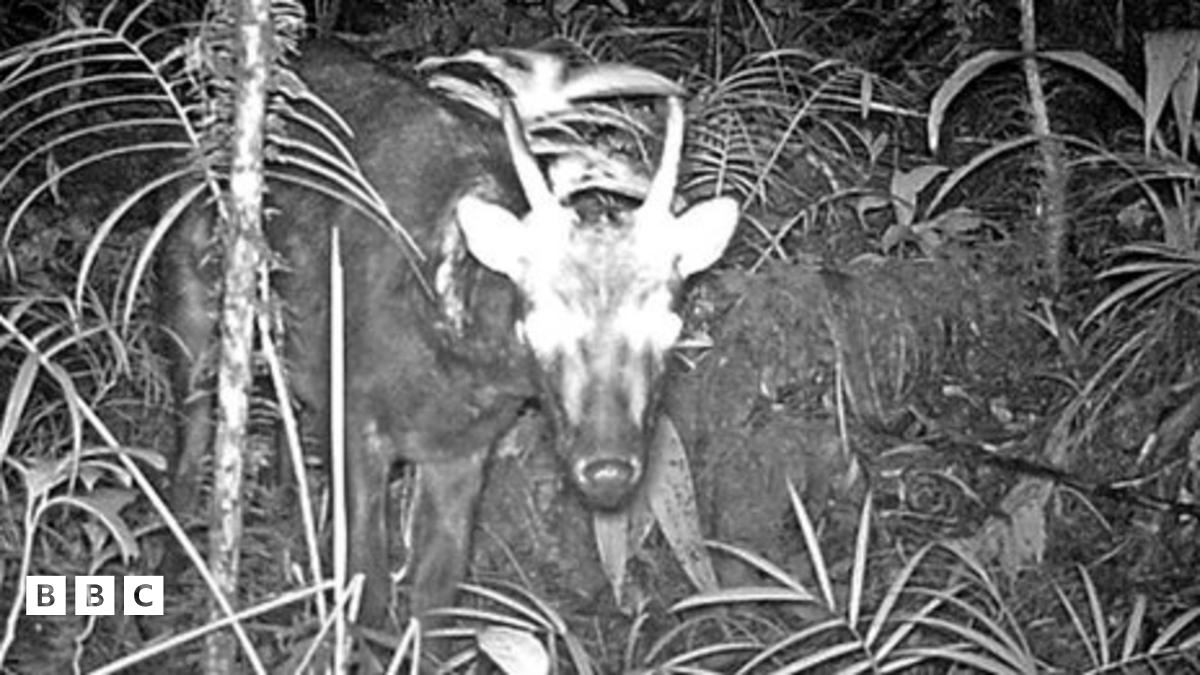Rare animals caught on camera for the first time - BBC Newsround