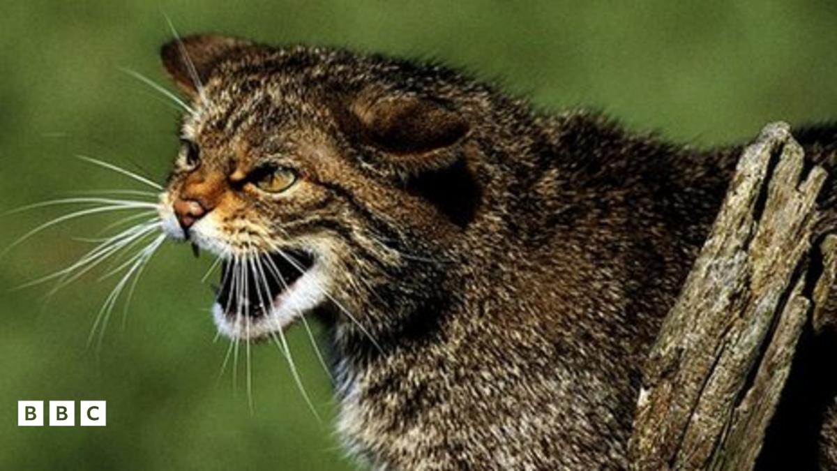 New sightings of Scottish wildcats in the Highlands - BBC Newsround