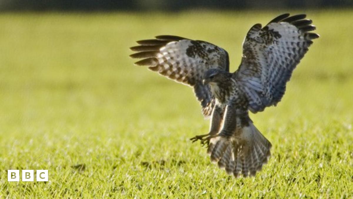 Plans to capture buzzards and destroy nests shock RSPB - BBC Newsround