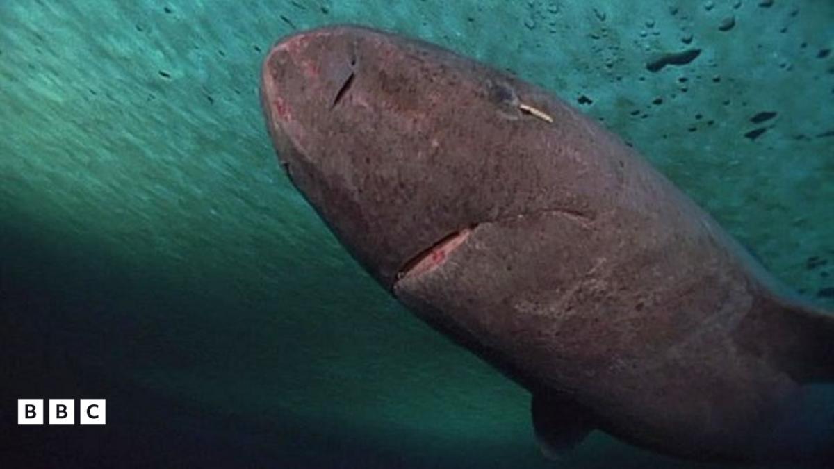 World's slowest shark has to hunt sleeping seals - BBC Newsround