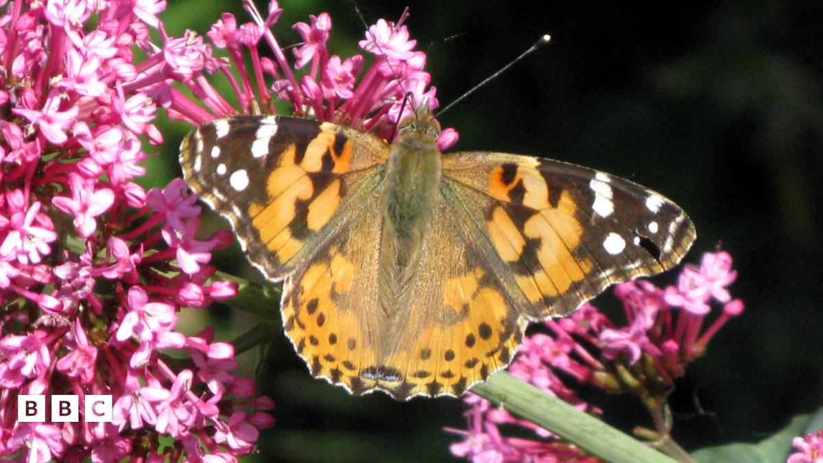 A quiz about Butterflies - BBC Newsround