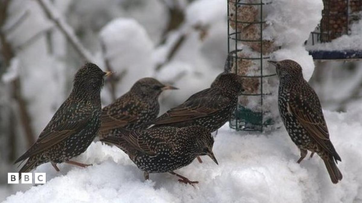 Why starling numbers are falling - BBC Newsround