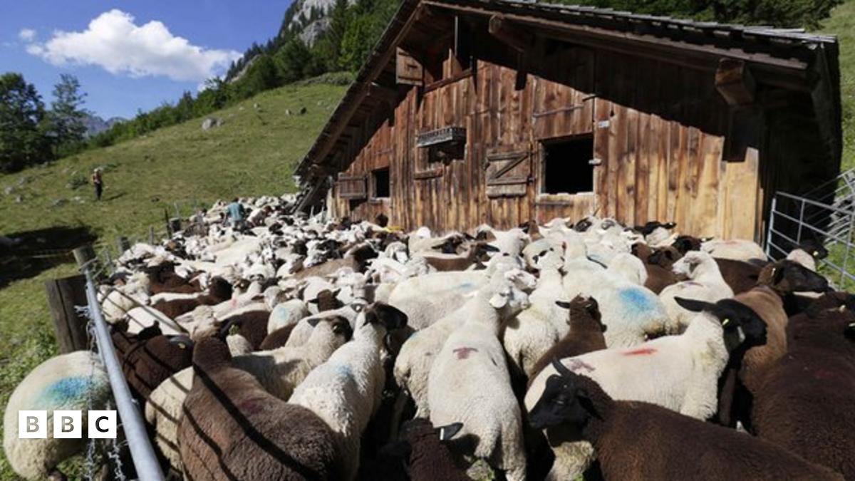 Texting sheep warn of wolf attacks - BBC Newsround