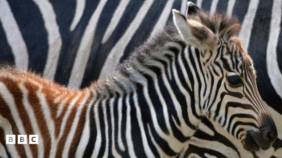 Zebra virus spreads to polar bears - BBC Newsround