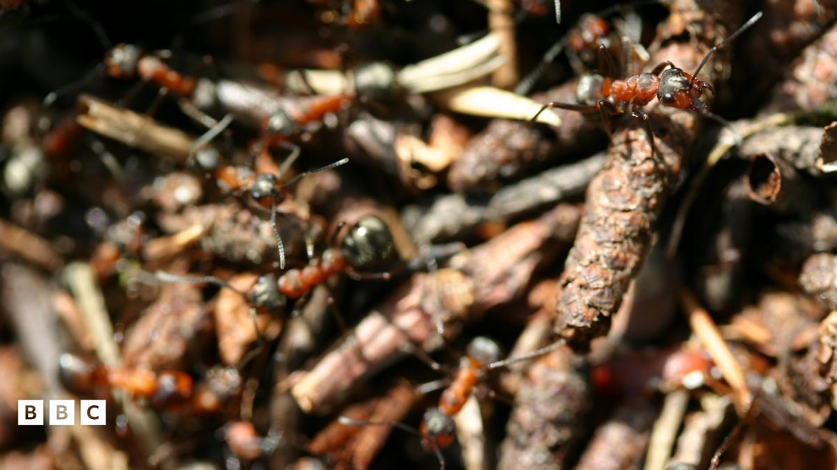 Radio tags fitted to help conserve UK's largest ant - BBC Newsround