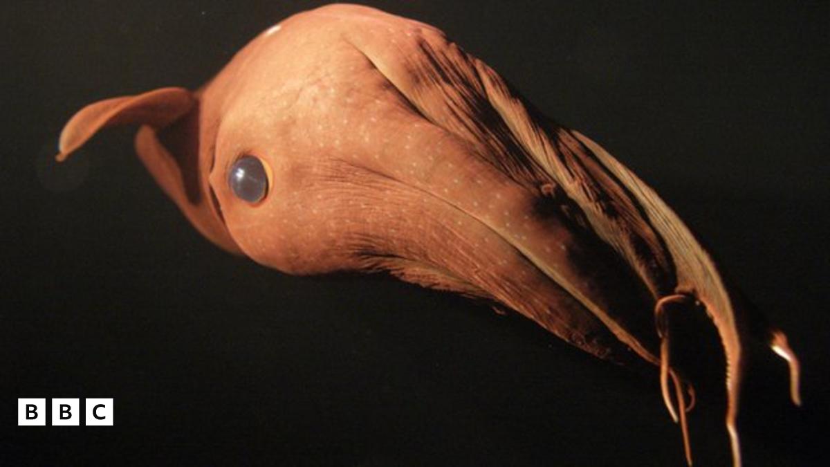 Vampire squids eat poo, snot and dead fish - BBC Newsround