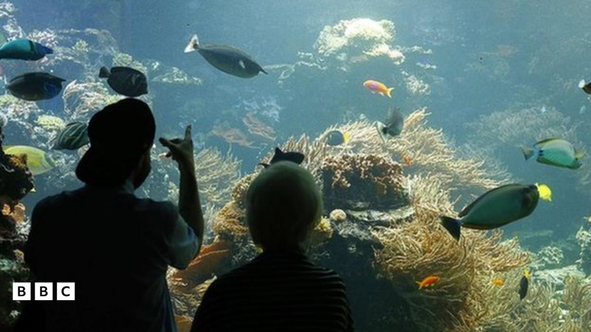 Fish could be up to a quarter smaller by 2050 - BBC Newsround