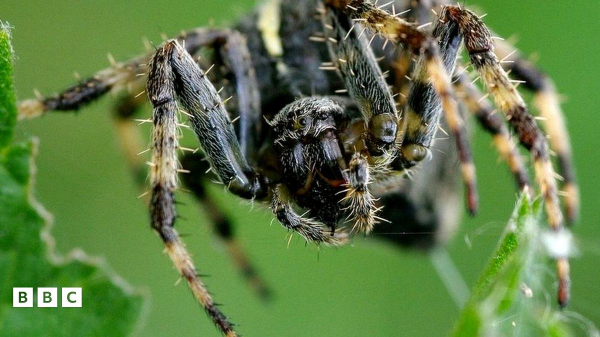 Pictures: Getting close up with Britain's spiders - BBC Newsround