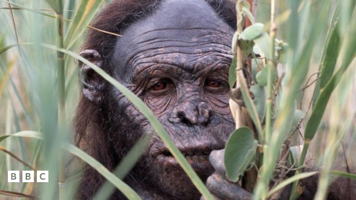 Experts think early humans ate grass - BBC Newsround