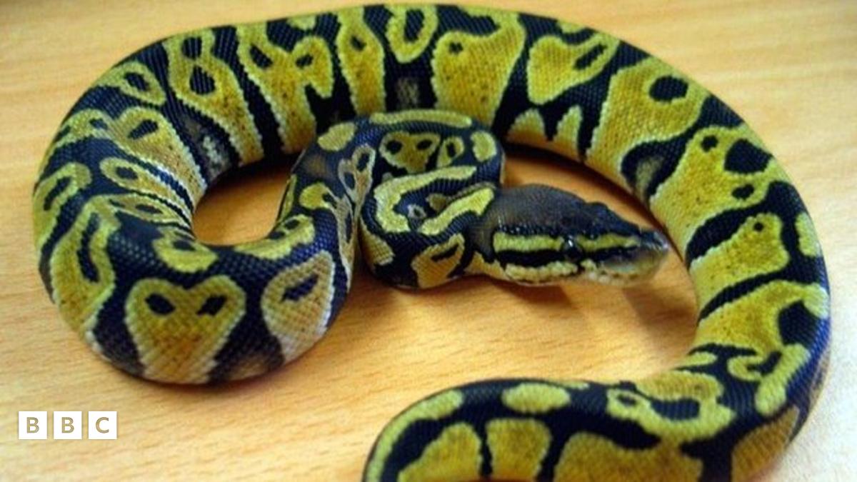 Royal python snake found on toilet seat in Scotland! - BBC Newsround