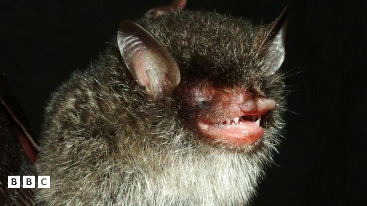 Devil bat, singing frog and more amazing new species - BBC Newsround