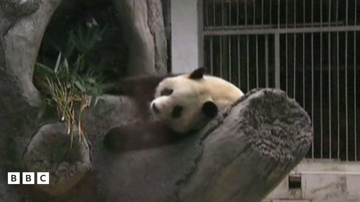 Choking panda's 'mystery' illness cured by surgery - BBC Newsround