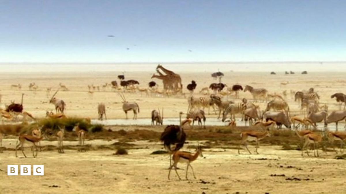 'Africa' producer answers your questions - BBC Newsround
