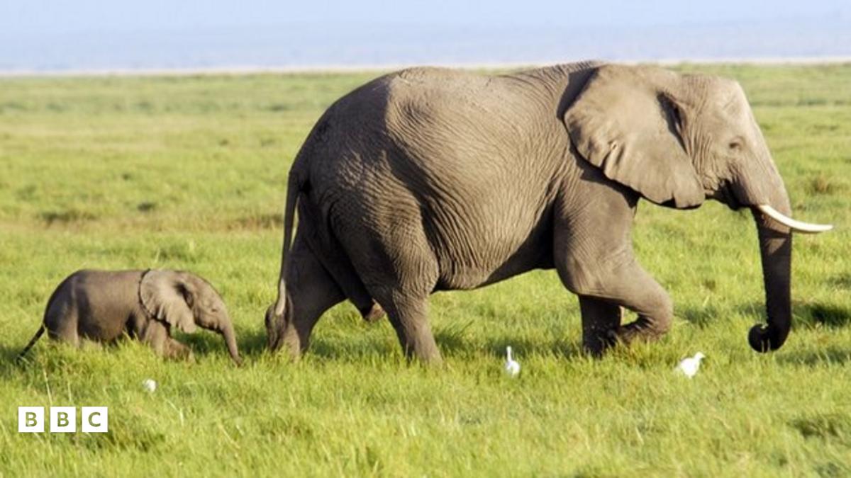 African elephants extinction fear - BBC Newsround