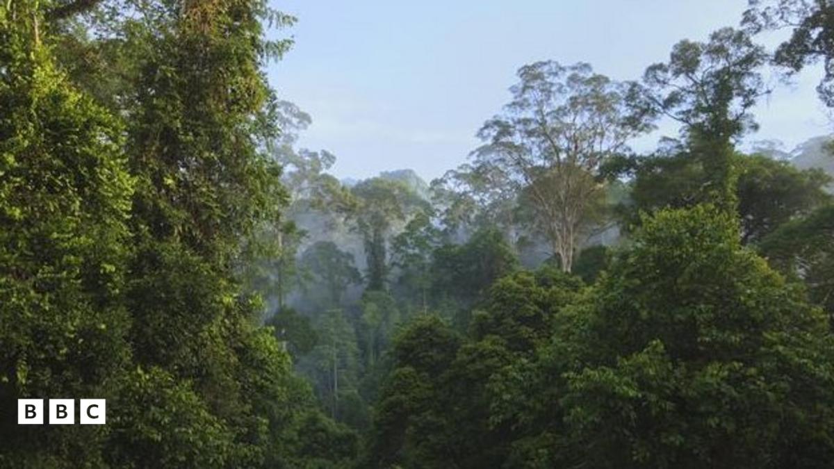 Trees in Brazil are using mobiles to call for help - BBC Newsround