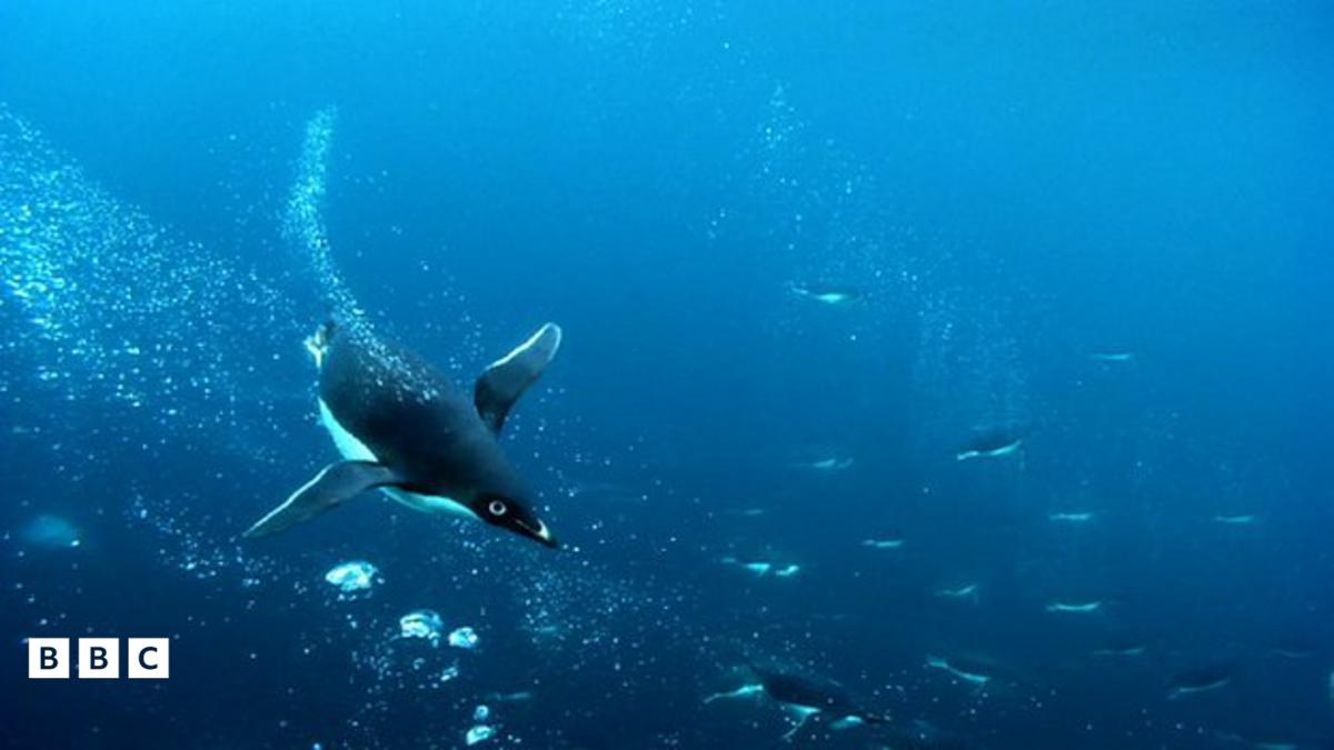 Video: Cameras show hunting penguins - BBC Newsround