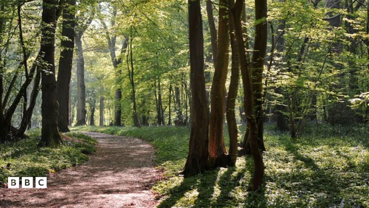 Government's new plan to protect England's forests - BBC Newsround