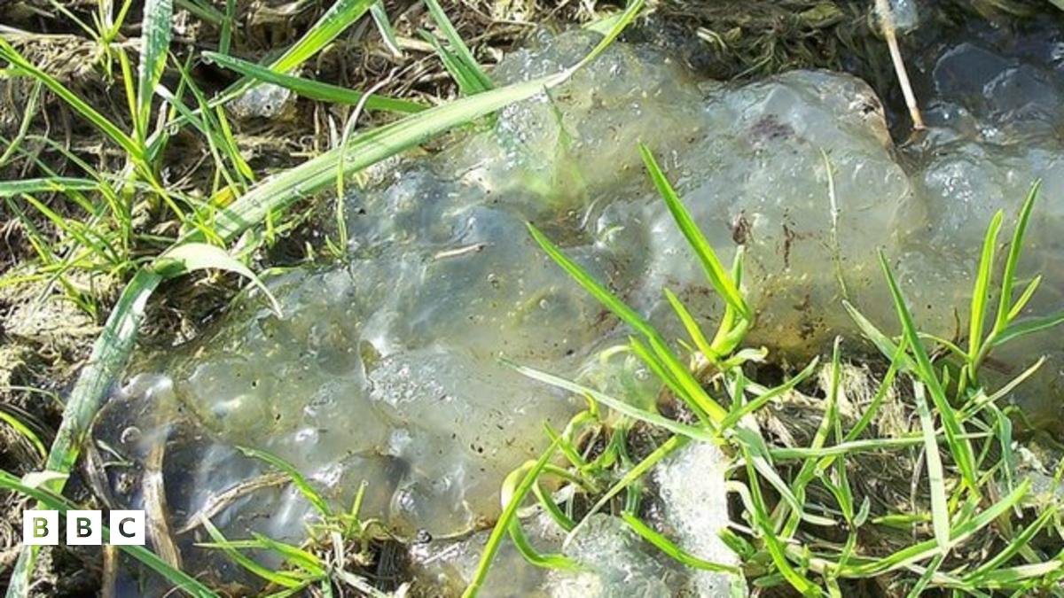 Weird slime at Ham Wall nature reserve baffles experts - BBC Newsround