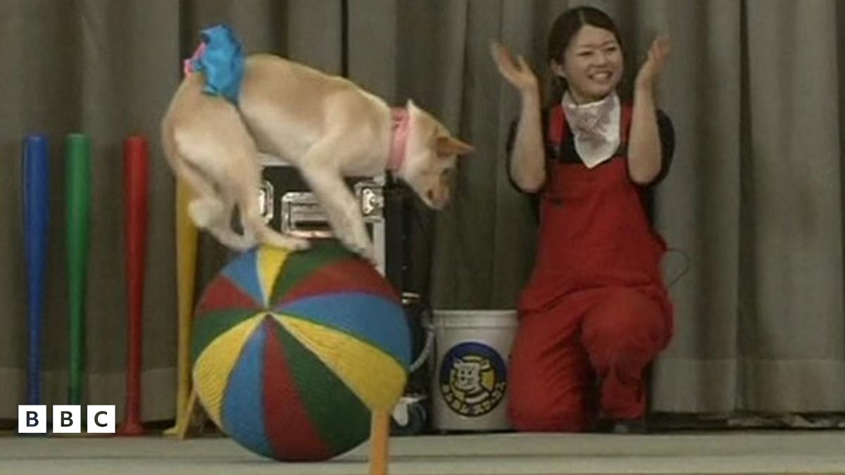 Dog circus teaches kids about responsible pet ownership - BBC Newsround