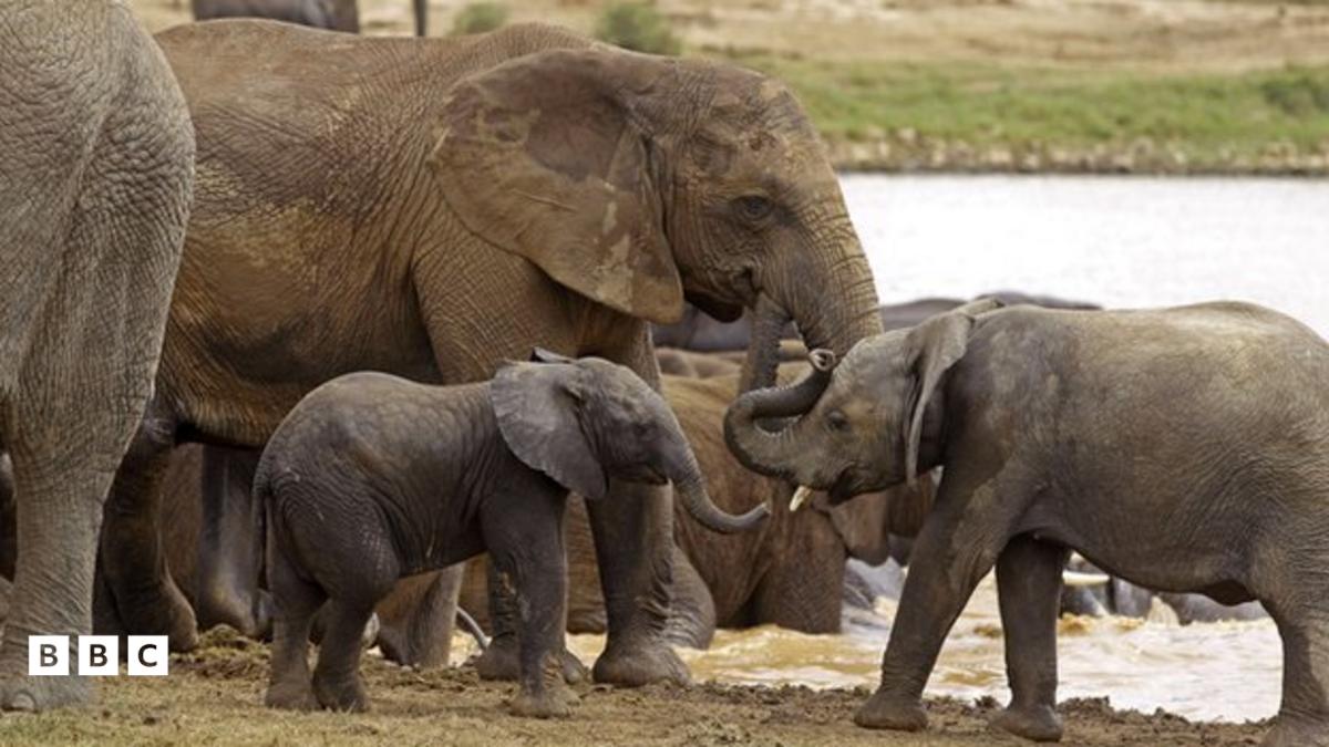 Eighty-six elephants killed in Chad - BBC Newsround