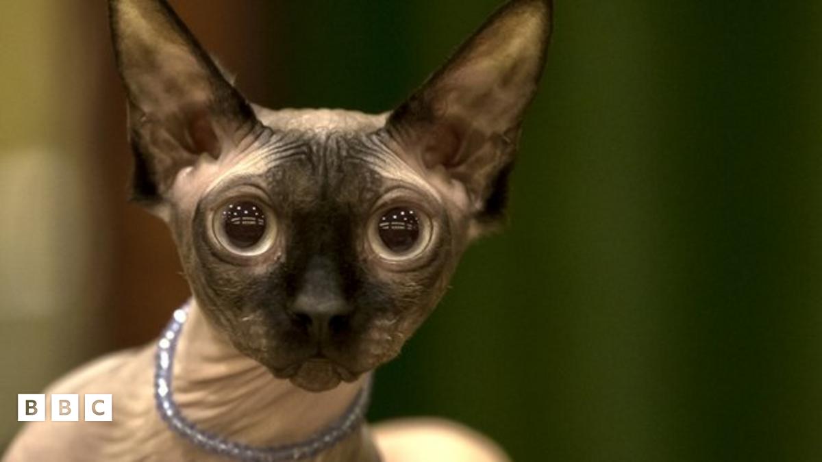 International cat beauty contest held in Romania - BBC Newsround