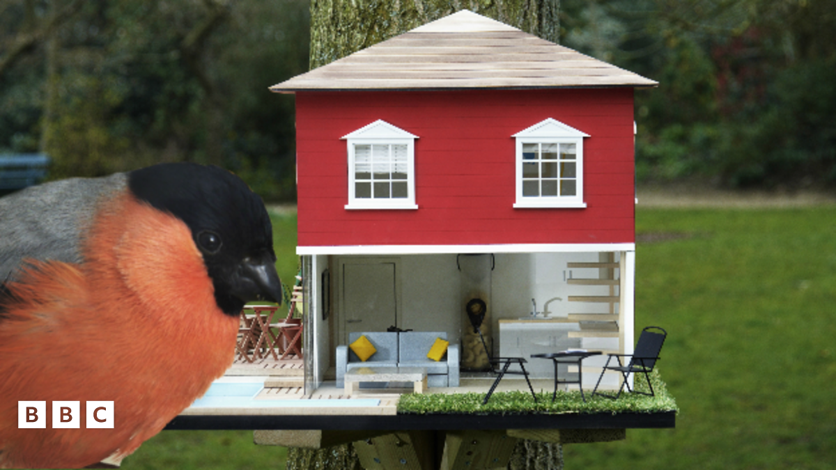 Check out the super-luxury birdhouse - BBC Newsround