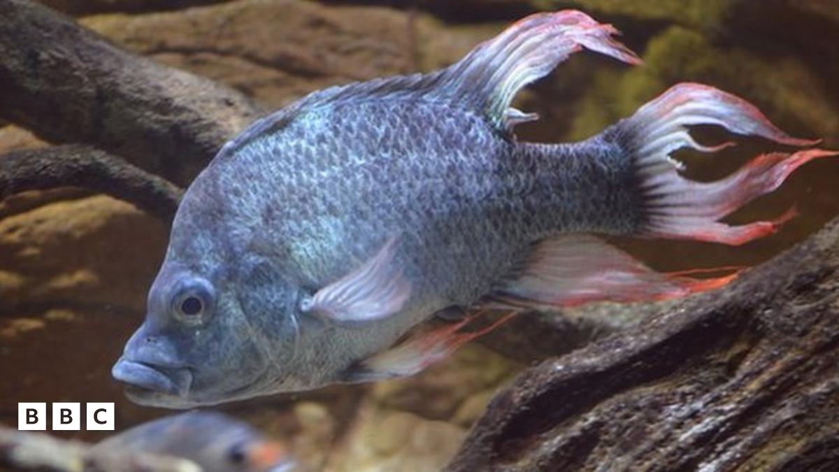 Search for a female mate to stop fish going extinct - BBC Newsround