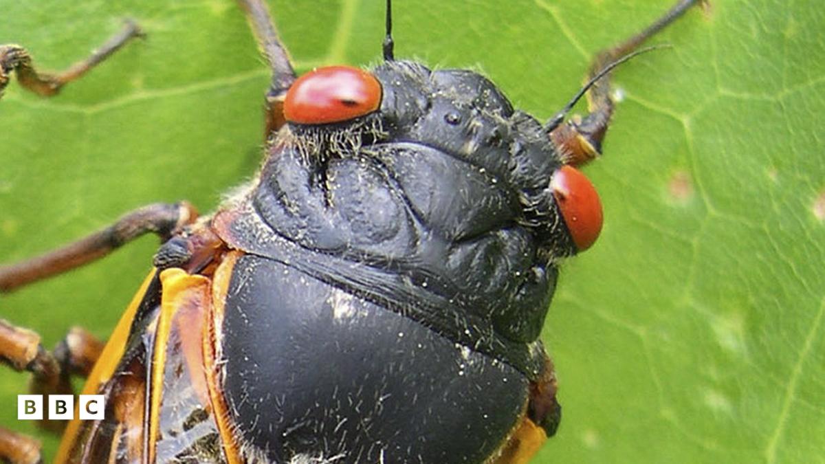 Billions of insects expected in US 'swarmageddon' - BBC Newsround