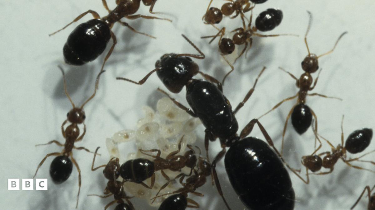 'Robot ants' could help rescue missions - BBC Newsround