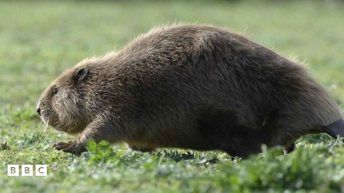 Beaver attacks on people increasing in Belarus - BBC Newsround