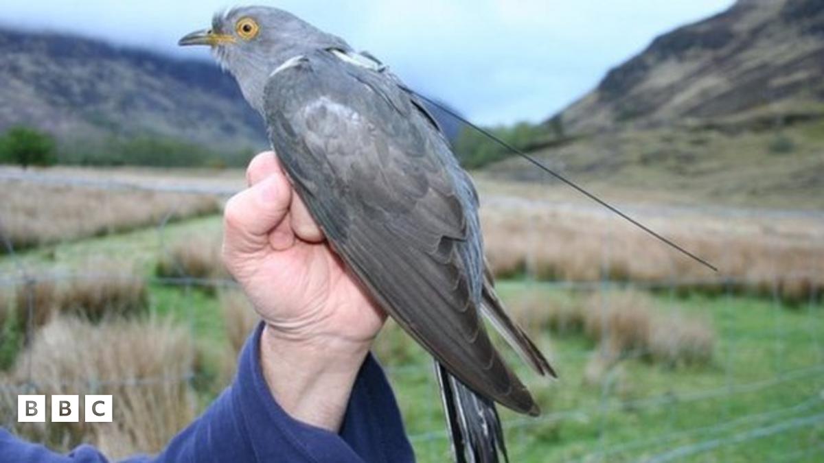 Cuckoos fitted with satellite tags to track migration - BBC Newsround