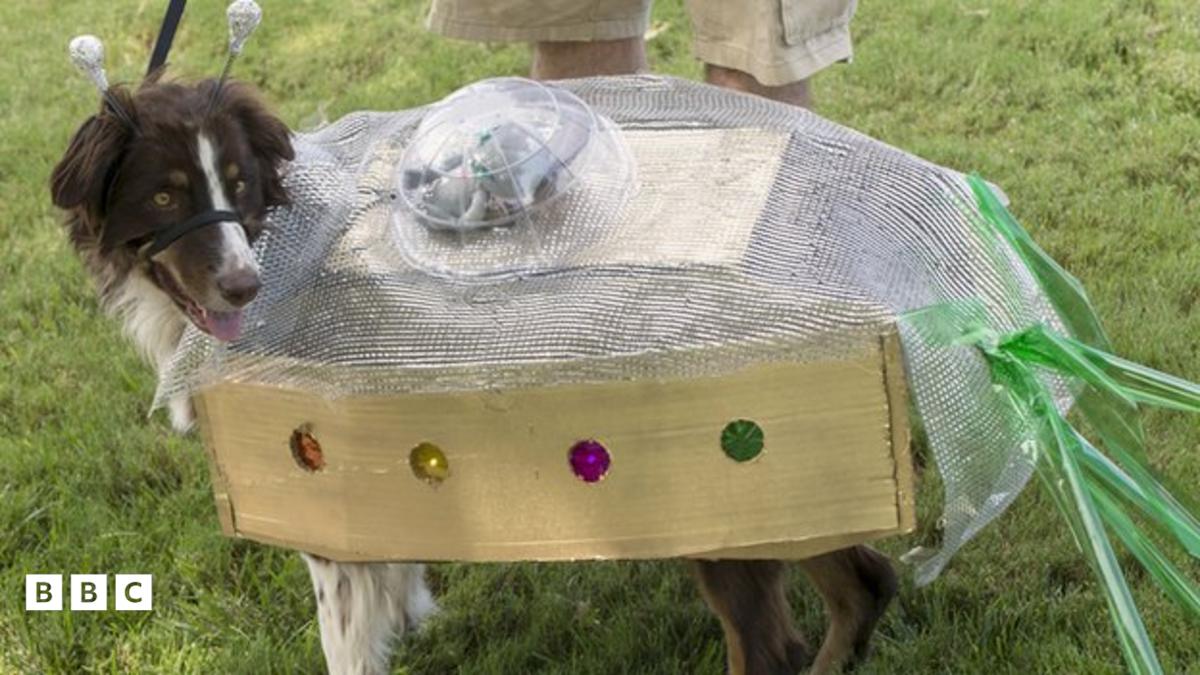 Dogs dressed up as aliens at the UFO Festival Costume Contest - BBC ...