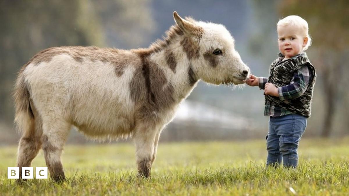 Micro miniature donkeys are a big hit in Australia - BBC Newsround