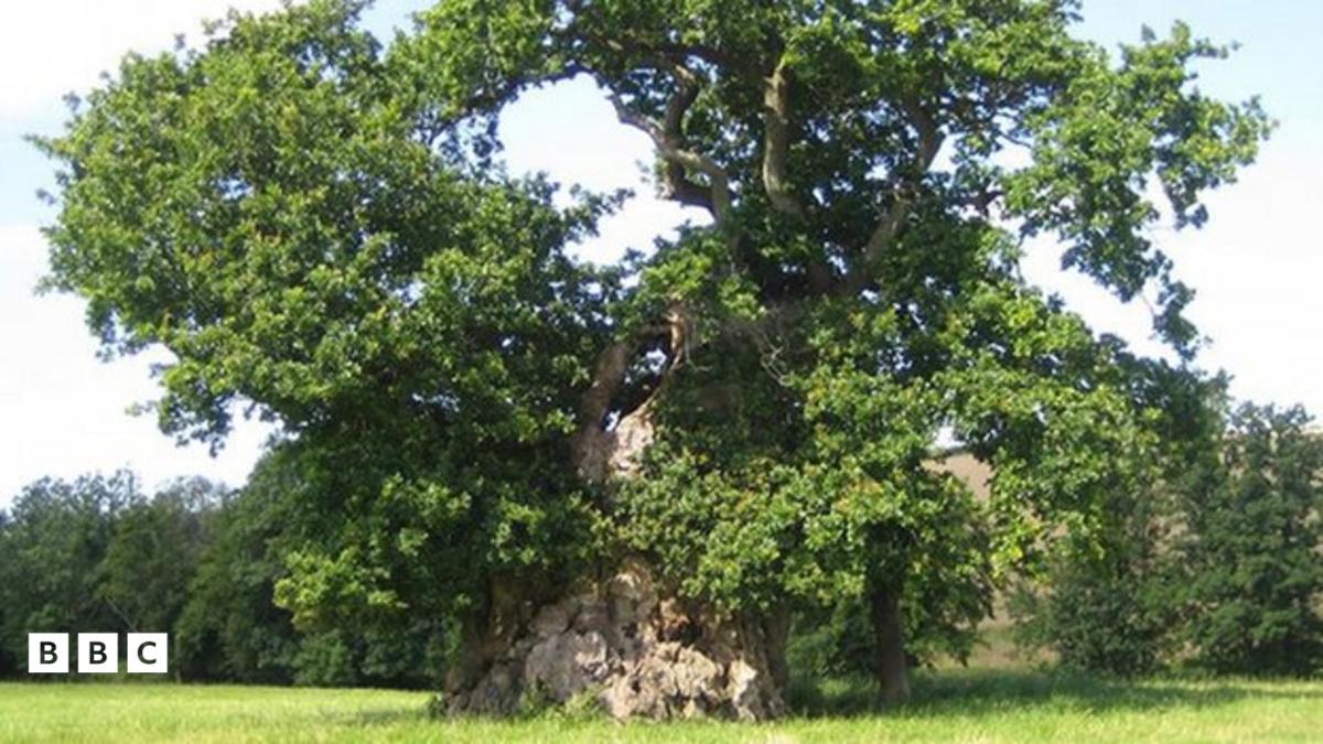 Deadly disease could kill thousands of oak trees - BBC Newsround
