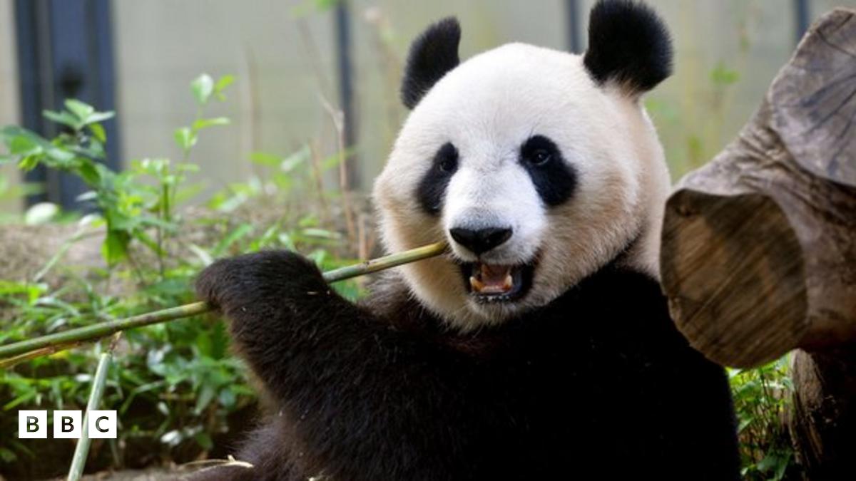 Panda channel goes live in China - BBC Newsround