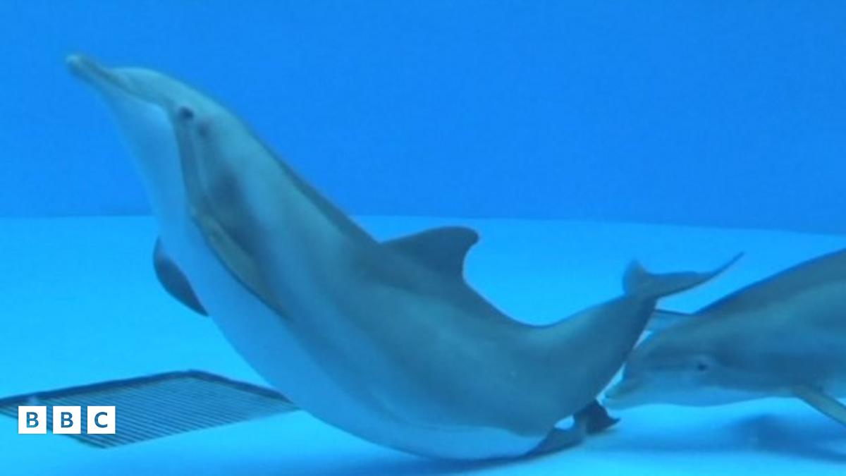 Dolphin birth caught on camera in American zoo - BBC Newsround