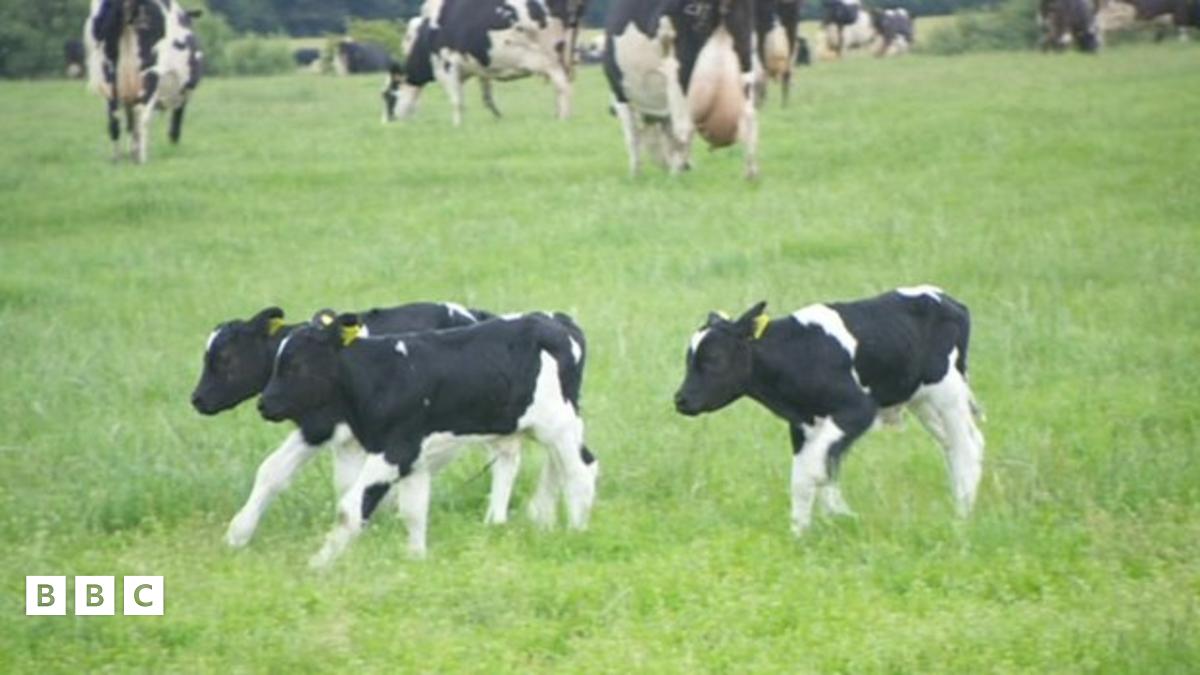 Rare cow triplets born in North West England - BBC Newsround