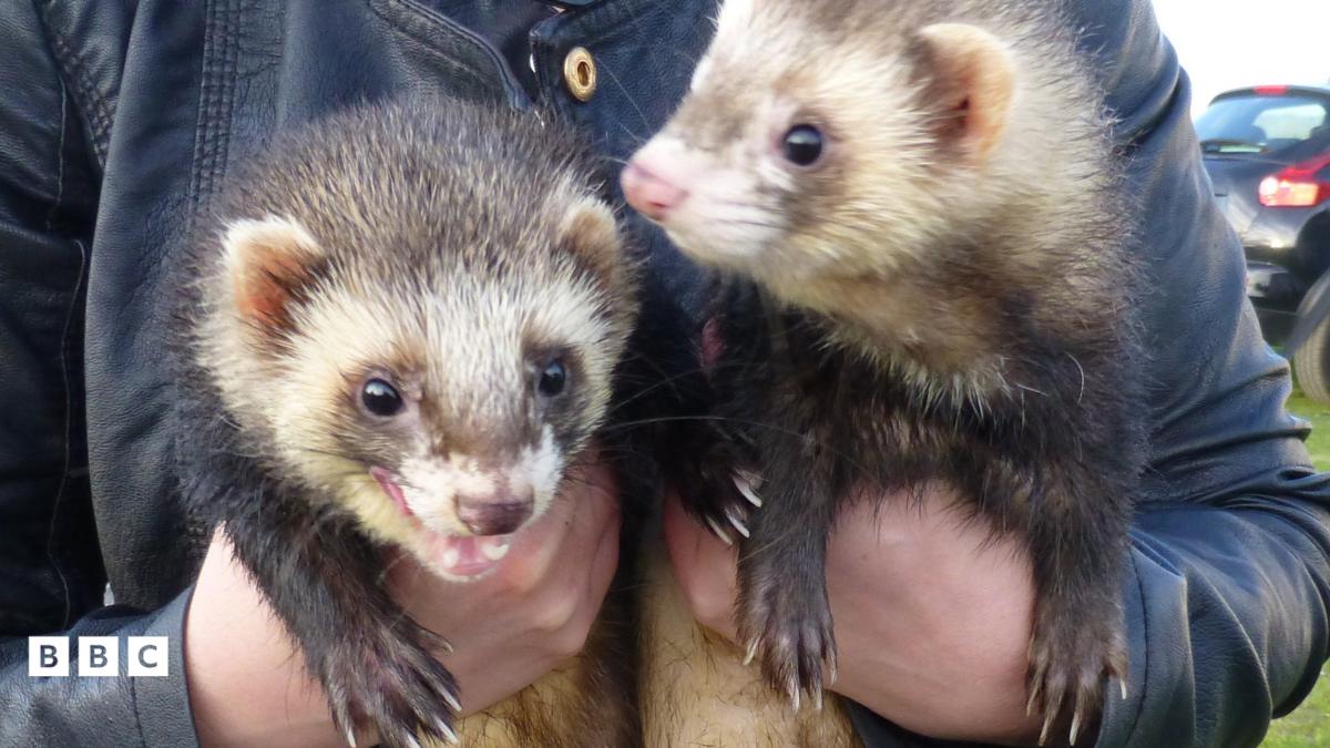 Fantastic ferret rescue from the sea by RNLI lifeboat - BBC Newsround