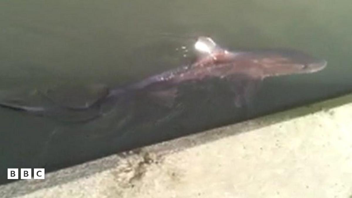 'Lost' shark filmed in River Stour in Essex - BBC Newsround