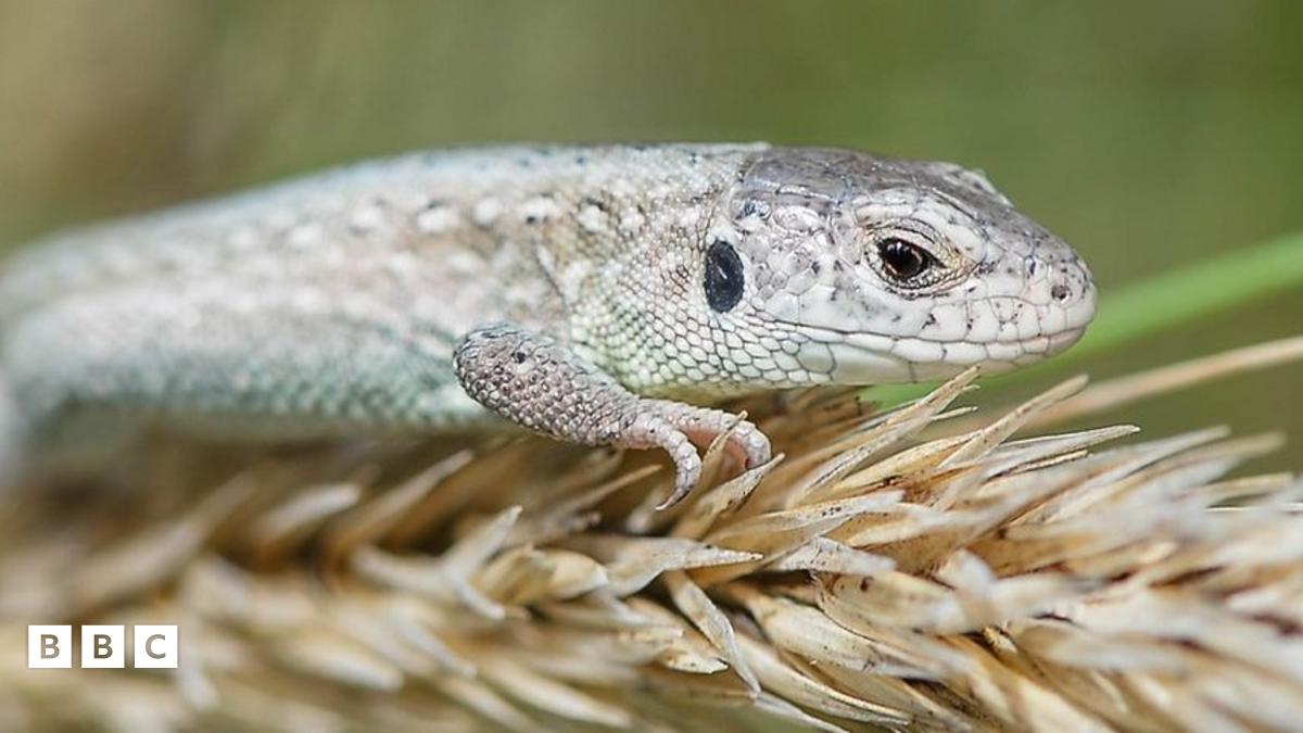 Sand lizards released into wild - BBC Newsround