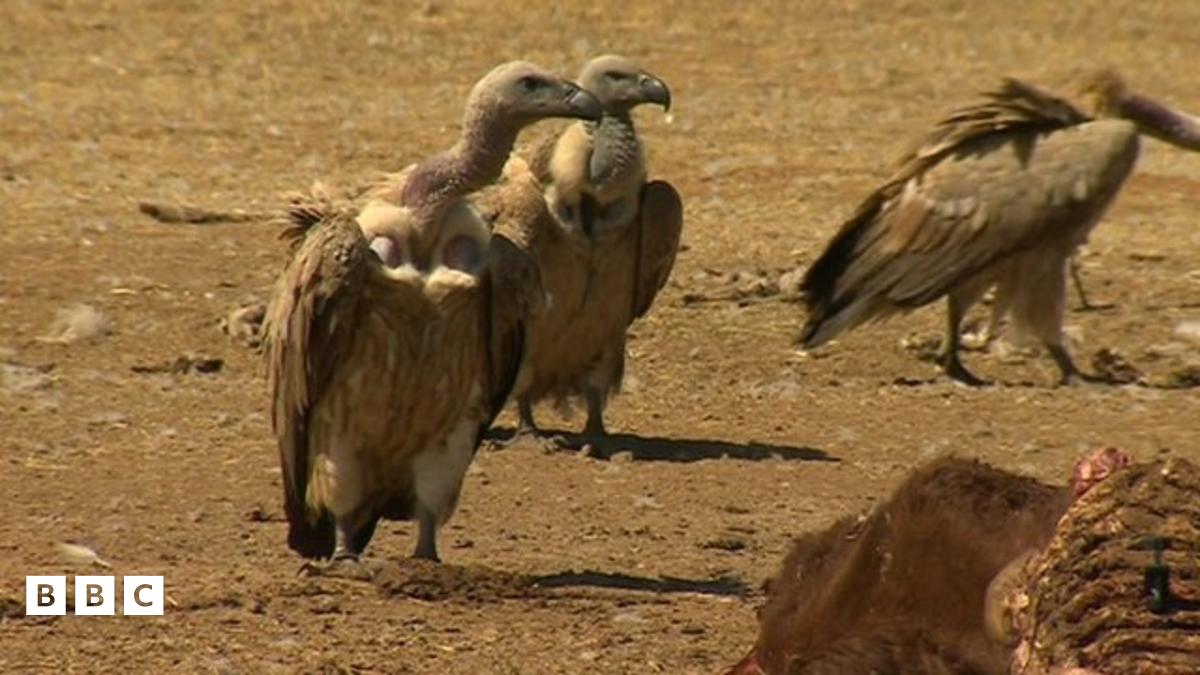 Vultures under threat in southern Africa - BBC Newsround