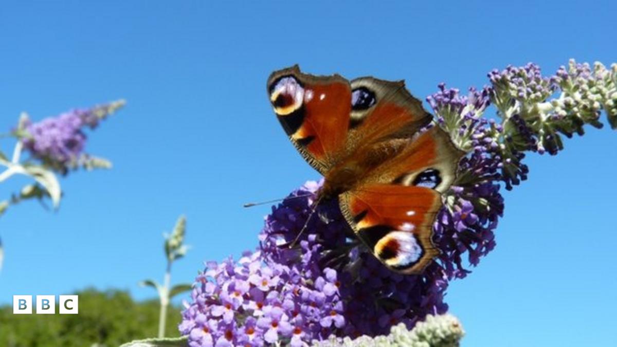 Warm weather boosts butterfly numbers in the UK - BBC Newsround