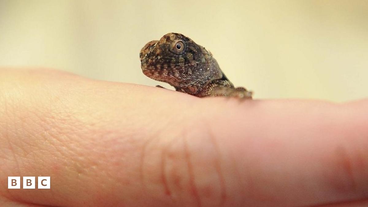 Rare lizard hatched at Chester Zoo - BBC Newsround