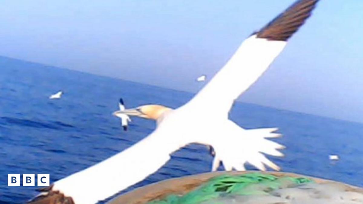 Gannet cam reveals life from a bird's eye point of view - BBC Newsround