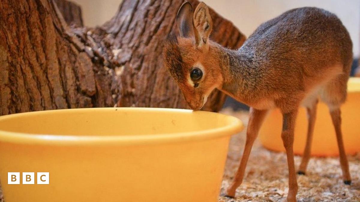 Pictures: The top animal stories of 2013 - BBC Newsround
