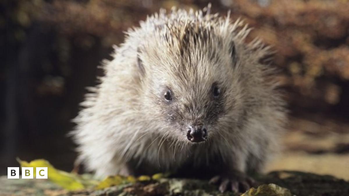 Hedgehogs at risk because of the mild weather - BBC Newsround