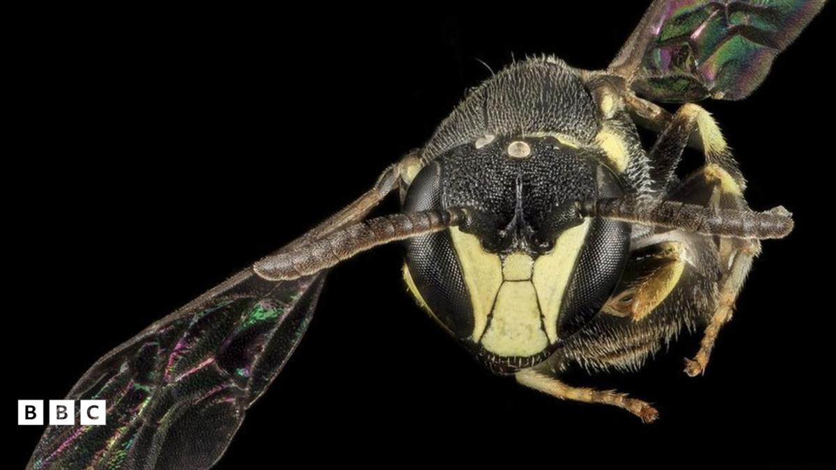 Amazing close-up pics of bees, spiders and other creatures - BBC Newsround