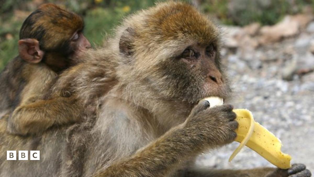 Monkeys banned from eating bananas because they're unhealthy - BBC ...