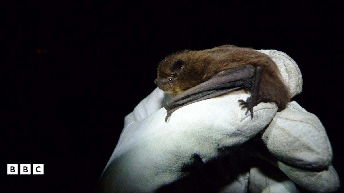 British bat makes incredible journey - BBC Newsround