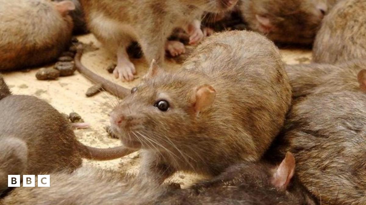 No sign of 'rat-infested ghost ship' heading towards UK - BBC Newsround